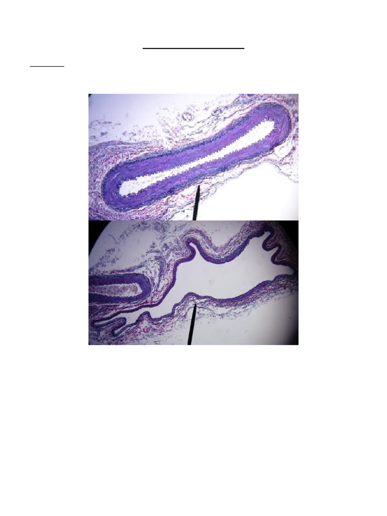 2425-Biology Practical T2W4-Assignment | PDF | Artery | Vein
