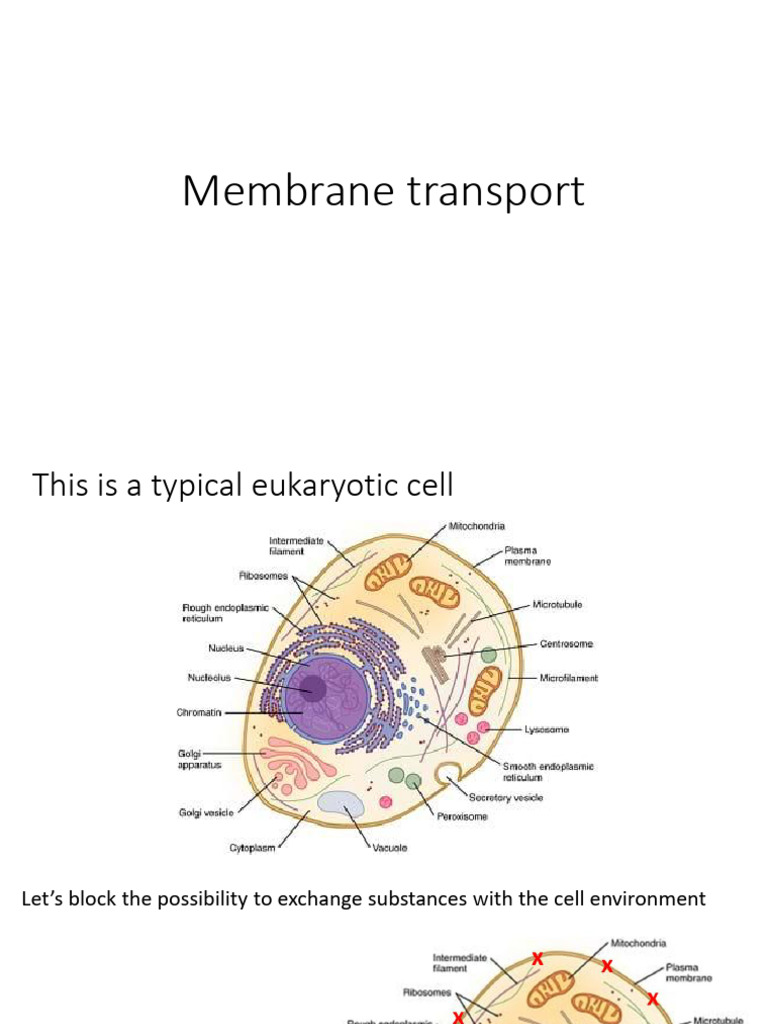 Membrane Transport: Active & Passive Methods | PDF | Cell Membrane ...