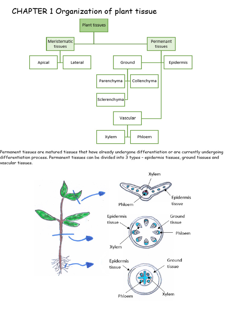 CHAPTER 1 Organization of Plant Tissue - 20250313 - 123651 - 0000 | PDF ...