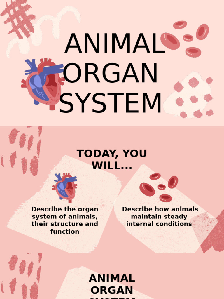 Animal Organ System Group 3 | PDF | Respiratory System | Human Body