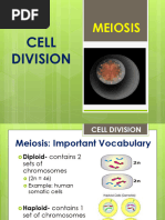 Meiosis: PMAT Stages Explained | PDF