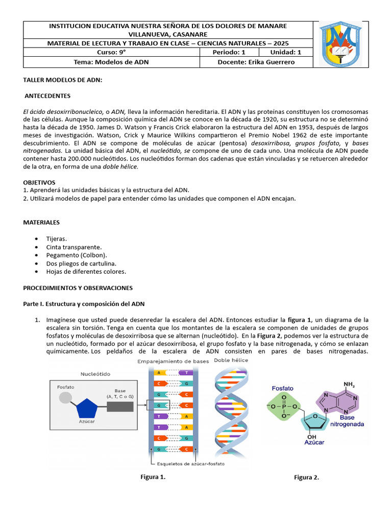 Taller Modelos de ADN 9° | PDF | Adn | Nucleótidos