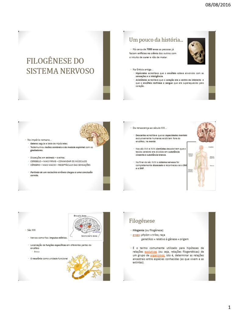 2 Filogênese Do Sistema Nervoso e Tecido Nervoso | PDF | Axônio | Neurônio