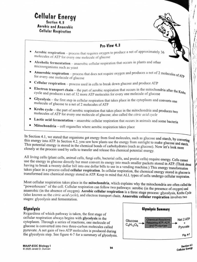 Cellular Respiration Worksheet | PDF