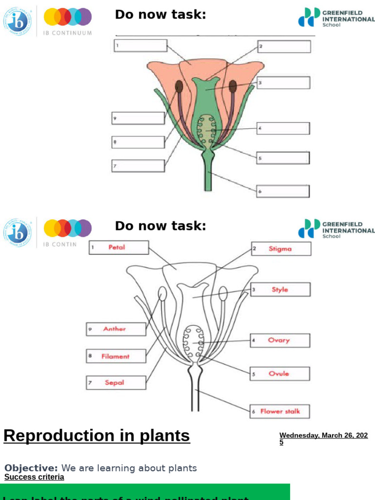 L8 - Insect Vs Wind Pollinated Plants | PDF | Flowers | Pollination