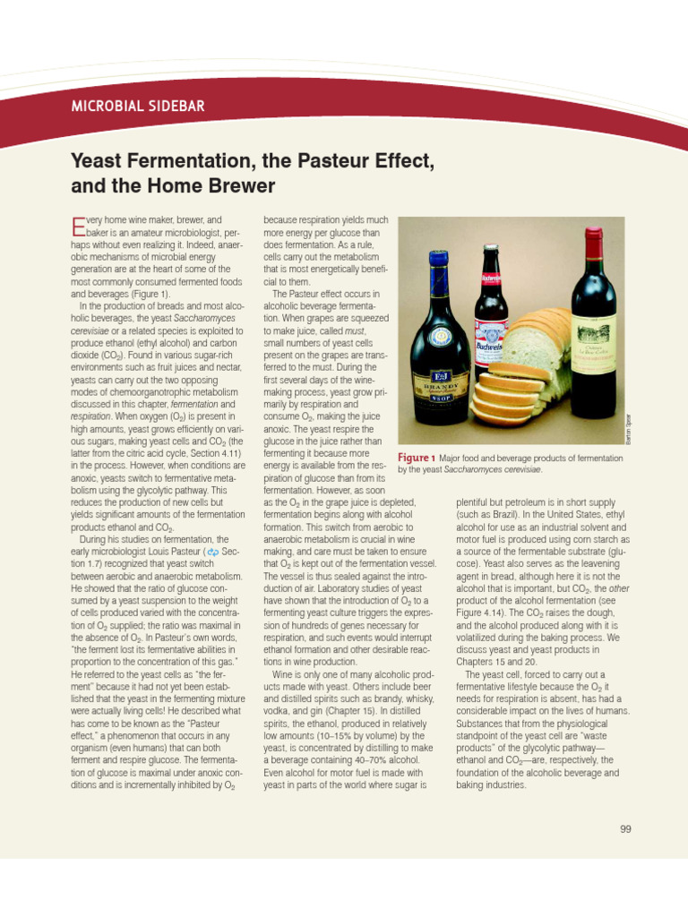 Yeast Fermentation and the Pasteur Effect | PDF | Yeast | Fermentation