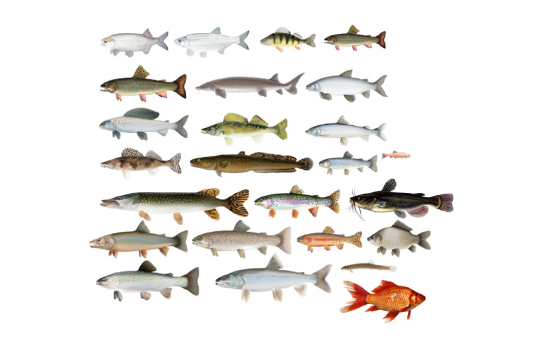 Fish of Alberta (17 X 11 In) | PDF