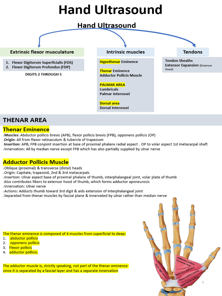 Comprehensive Guide to Hand Ultrasound | PDF | Thumb | Hand
