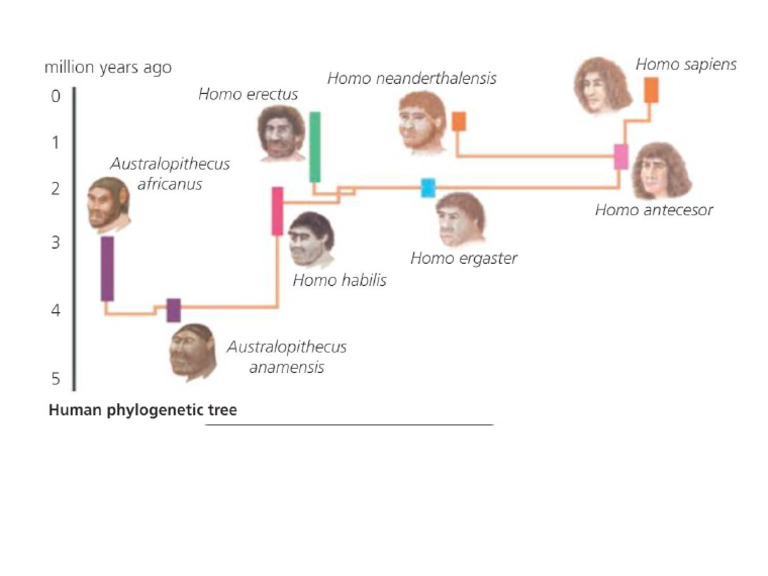 Human Phylogenetic Tree | PDF