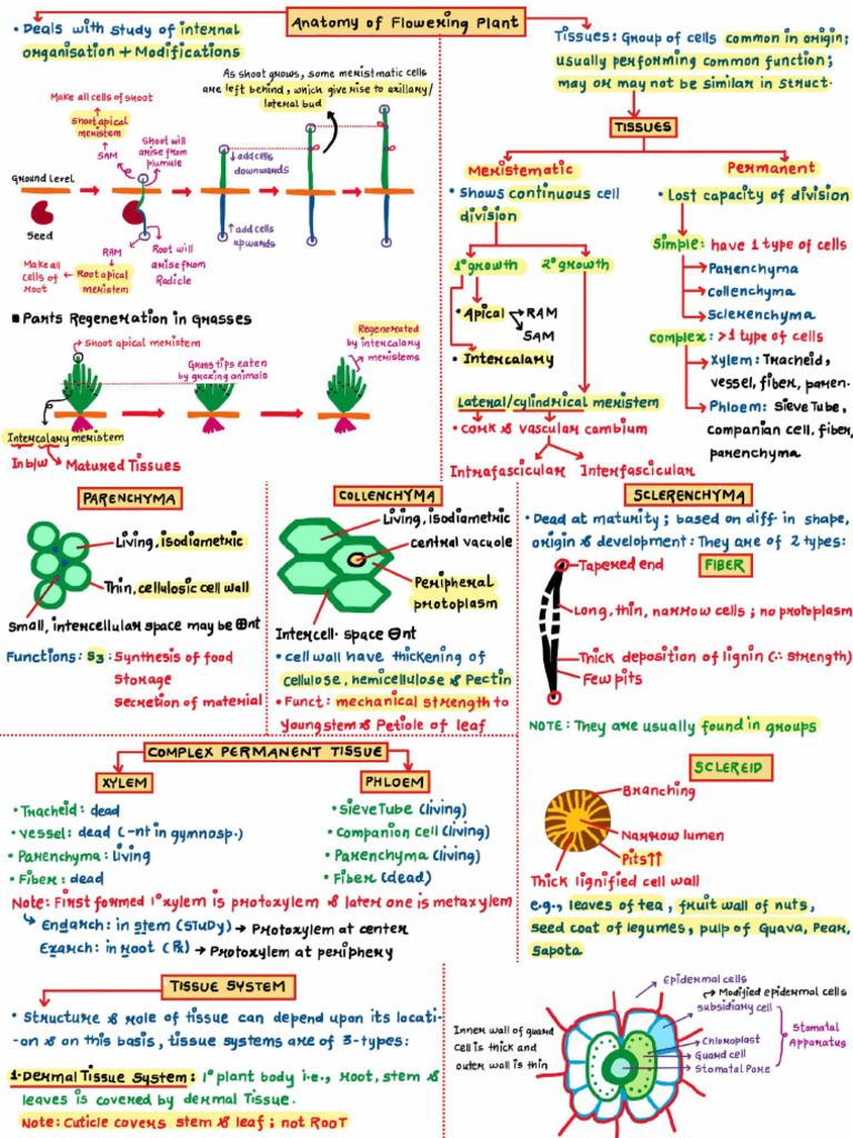Anatomy of Flowering Plants - Class Notes - Neet Revision Express | PDF