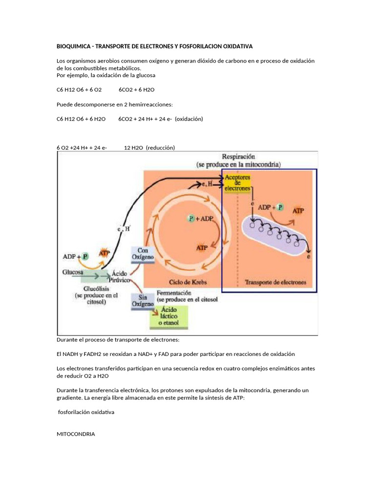 Bioquimica - Transporte de Electrones y Fosforilacion Oxidativa | PDF | Trifosfato de adenosina ...