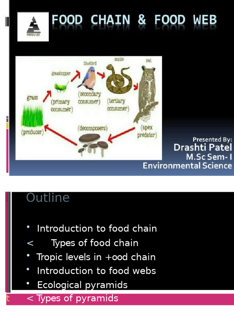 Food chain and food web | PDF