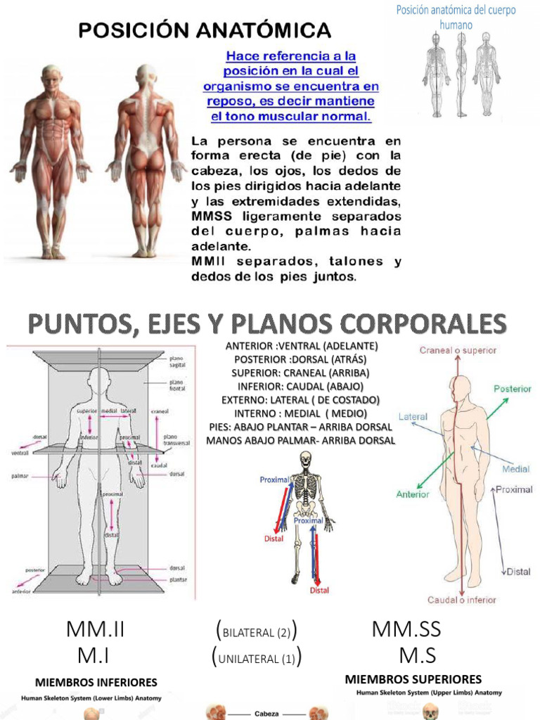 Posicion Anatomica 2025 | PDF