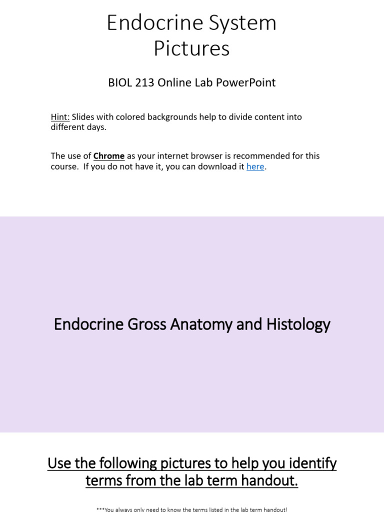 Endocrine System Lab Resources Guide | PDF | Endocrine System ...
