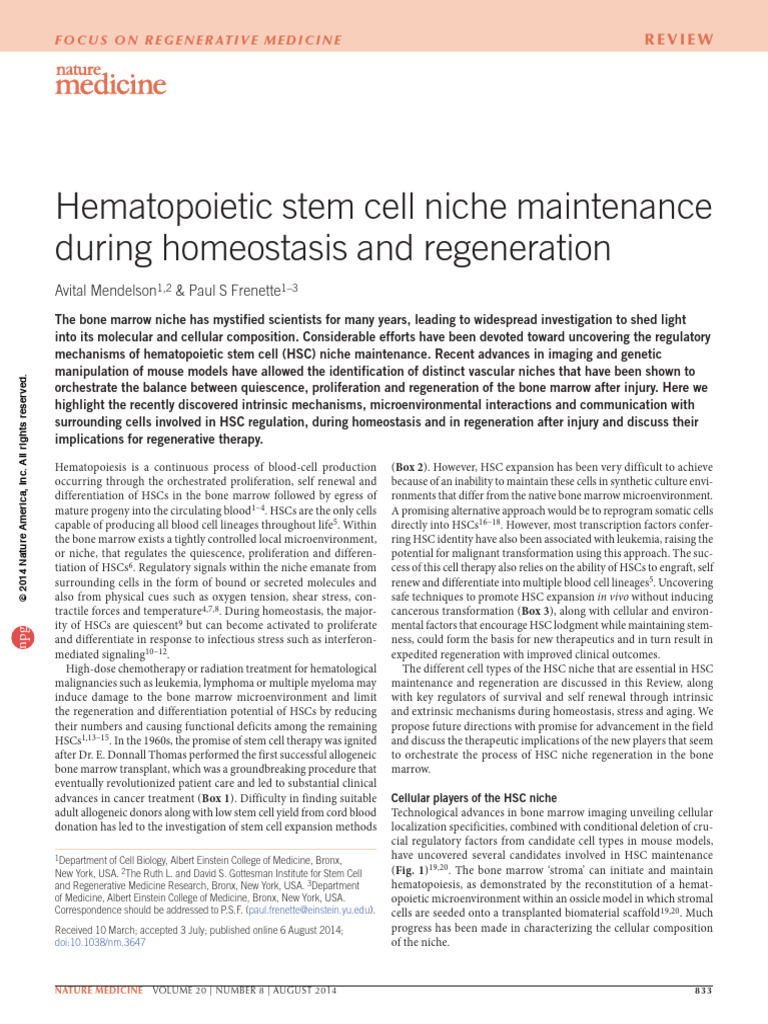 Hematopoietic Stem Cell Niche | PDF | Hematopoietic Stem Cell | Bone Marrow