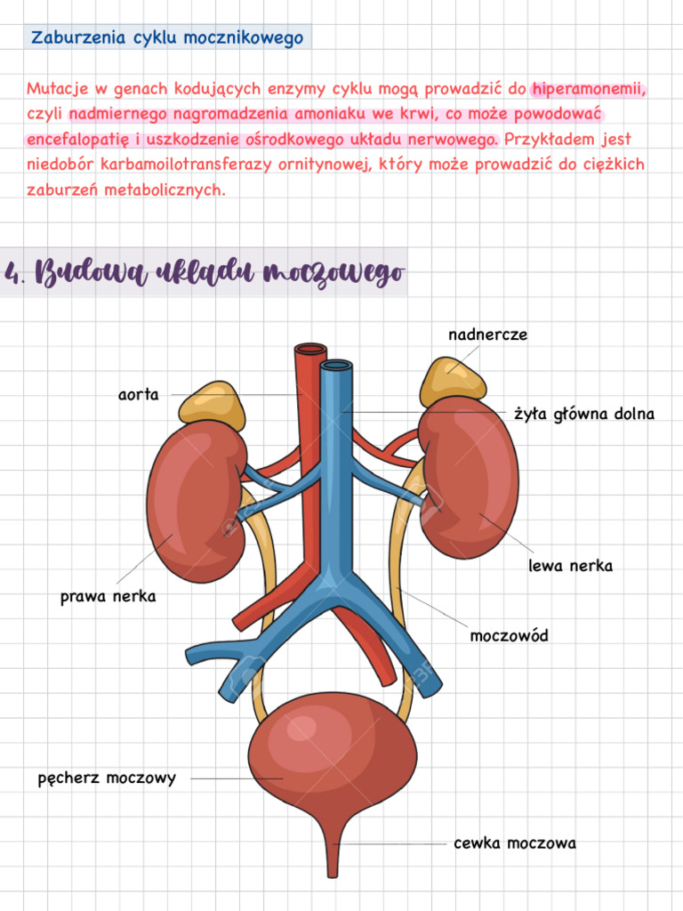 Notatka Układ Wydalniczy | PDF