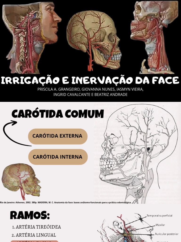 Anatomia da Irrigação e Inervação Facial | PDF | Anatomia humana ...