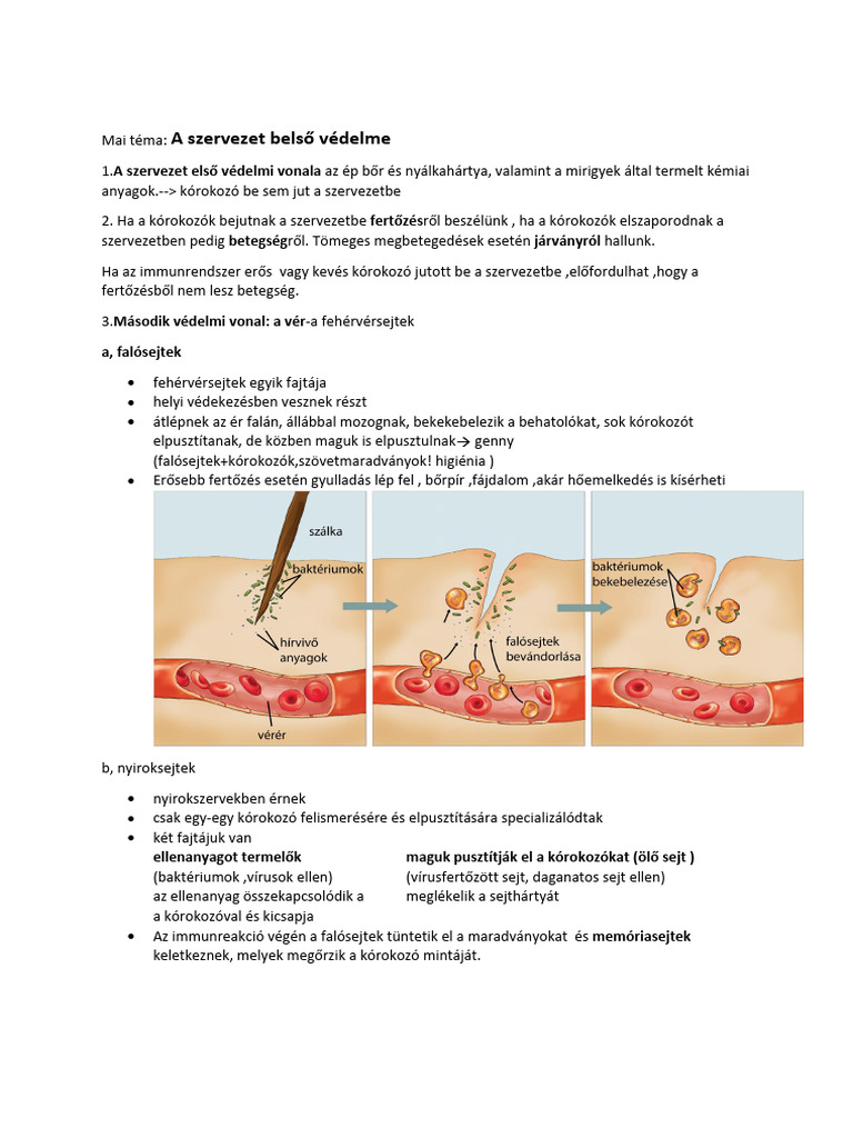Immunrendszer, Védettség | PDF
