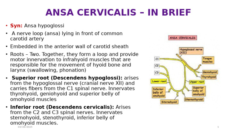 Ansa Cervicalis | PDF