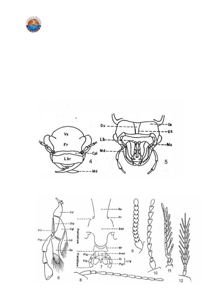 Morfología y Clasificación de Coleoptera | PDF | Insectos | Artropodología