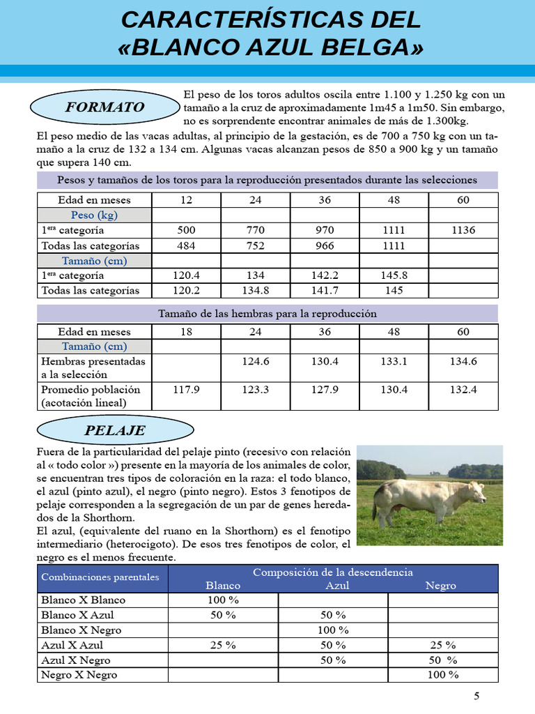 Características del Blanco Azul Belga | PDF | Carne | Vacas