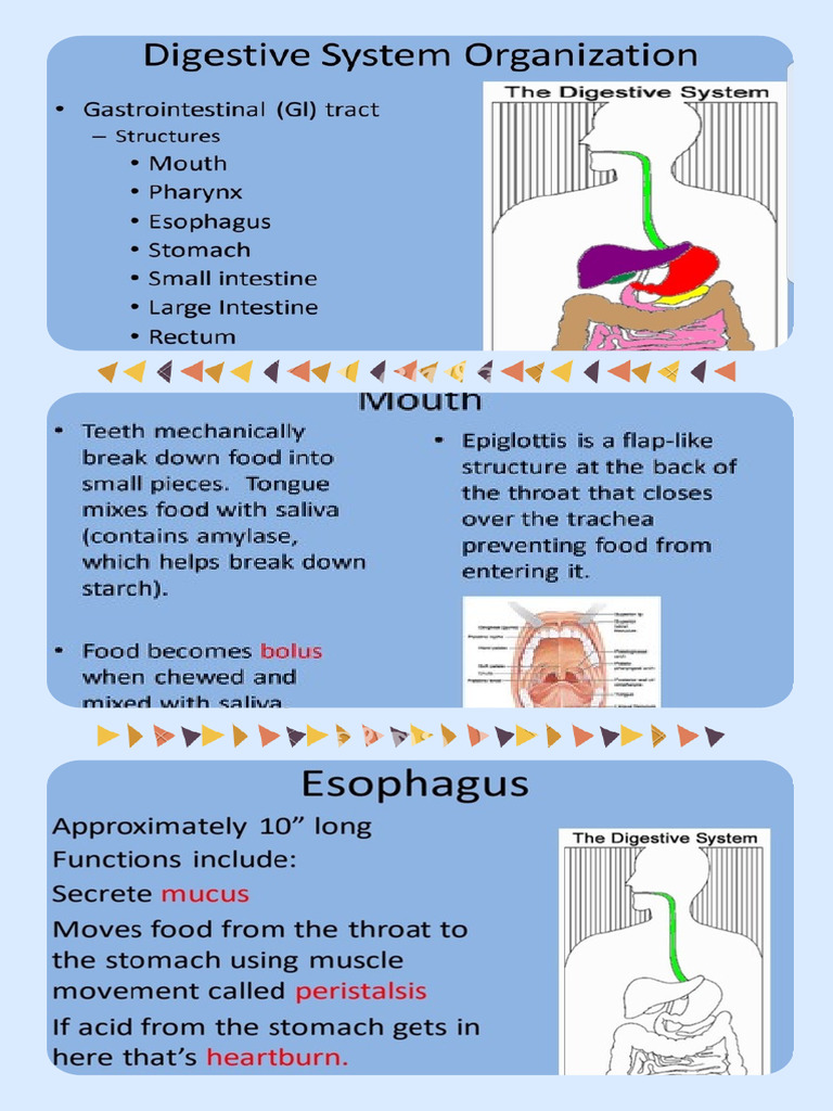 Digestive System | PDF