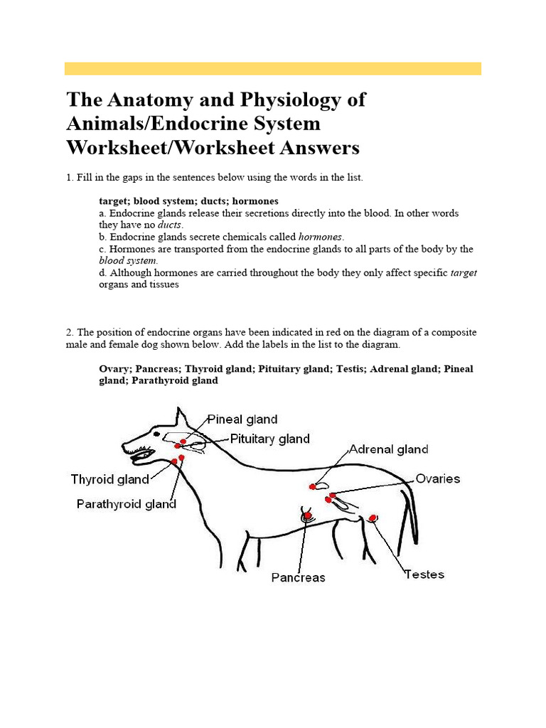 03-Endocrine Worksheet Answers | PDF | Endocrine System | Hormone