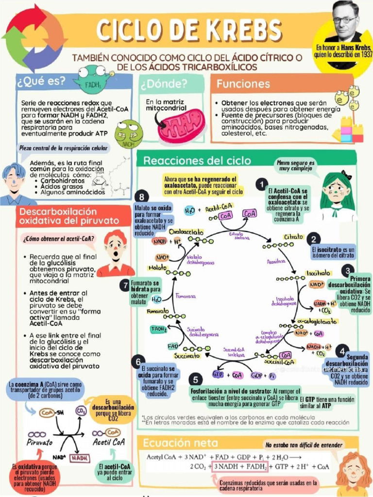 Ciclo de Krebs | PDF