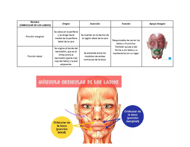 Anatomía y función del orbicular labial | PDF