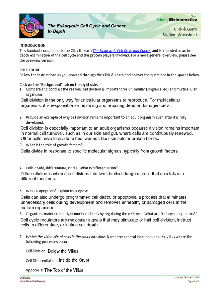 CellCycleInDepth-StudentWS-CL-1 | PDF | Cell Cycle | Mitosis
