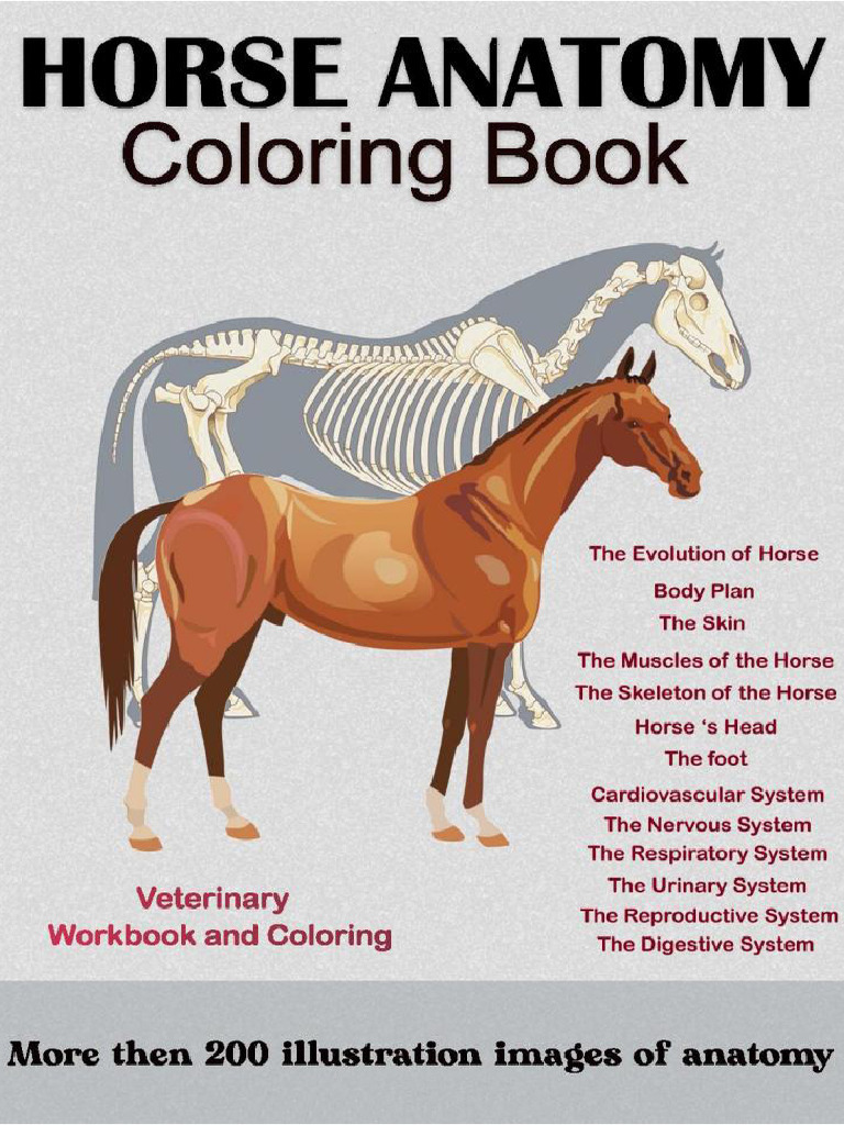 Horse Anatomy Coloring Book (VetBooks - Ir) | PDF