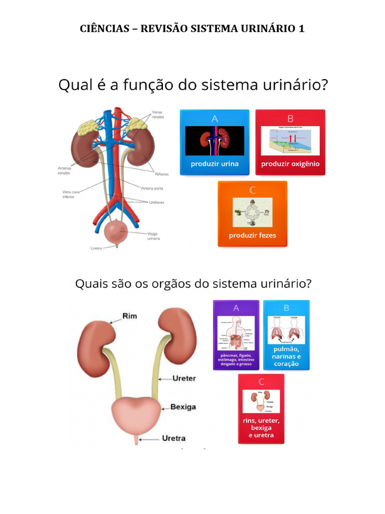 Revisão Sistema Urinário 1 Acesso Curricular | PDF