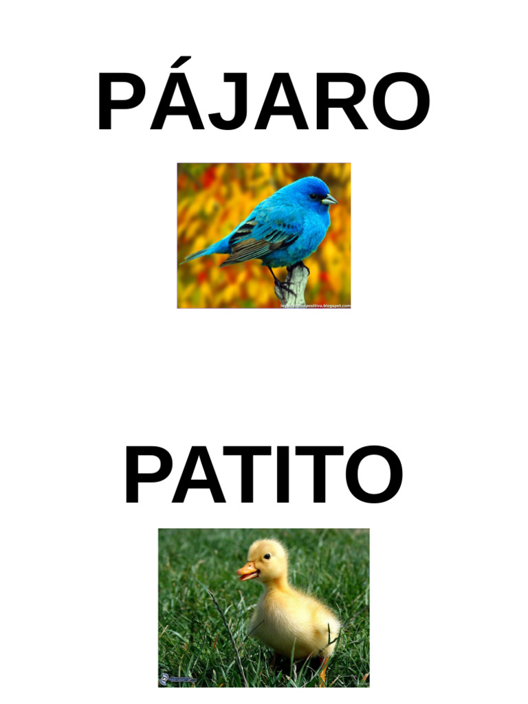 Pájaro | PDF