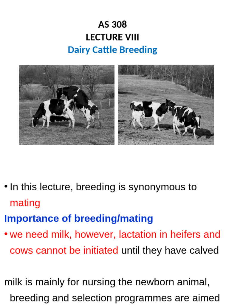 Dairy Cattle Breeding Essentials | PDF | Cattle | Dairy Cattle