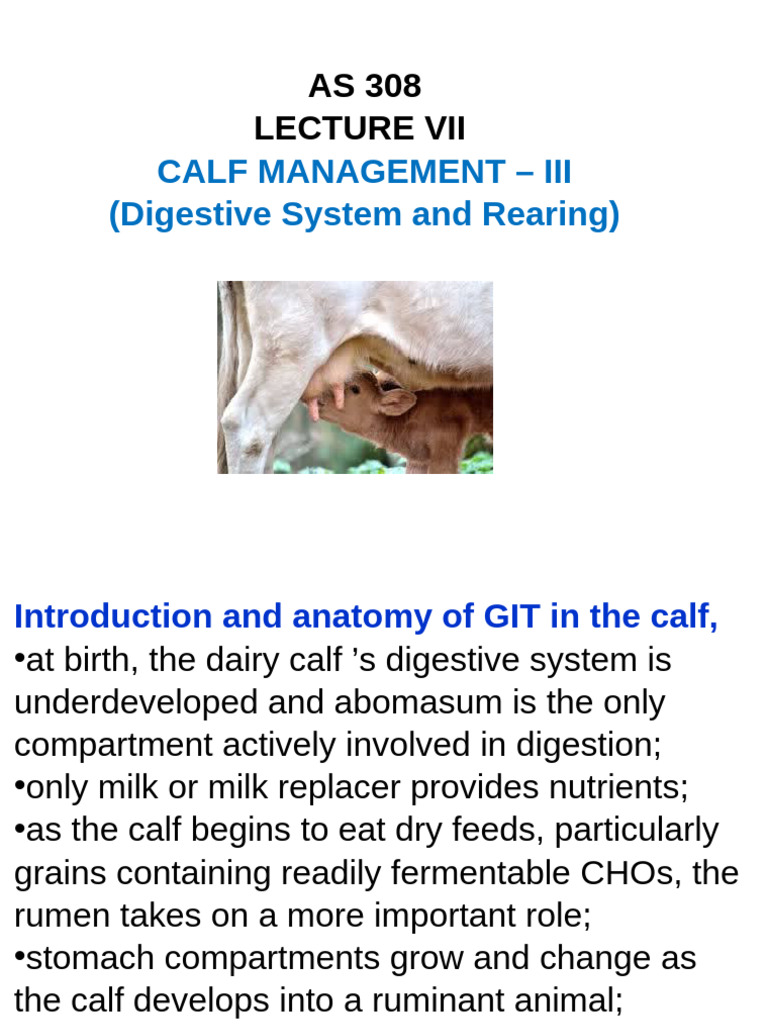 7 As 308 Digestive System of Calf | PDF | Digestion | Ruminant