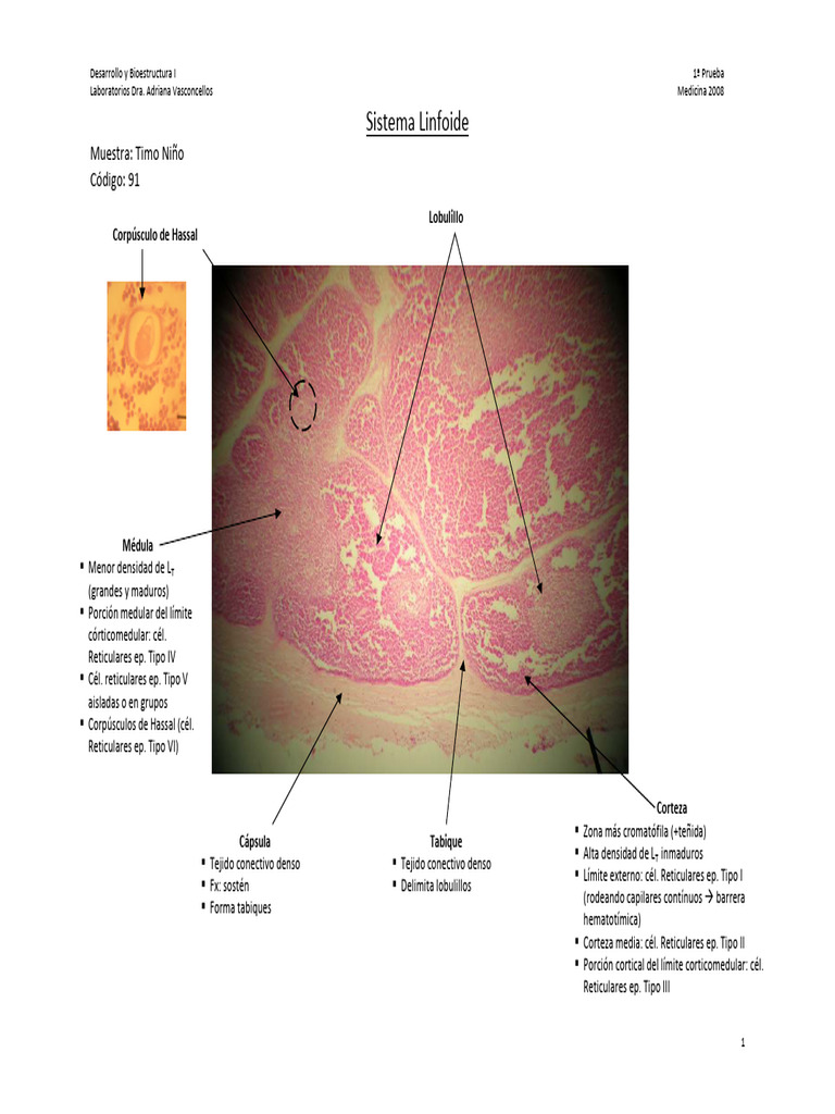 Atlas 1 Prueba Histo II | PDF | Epitelio | Hepatocito