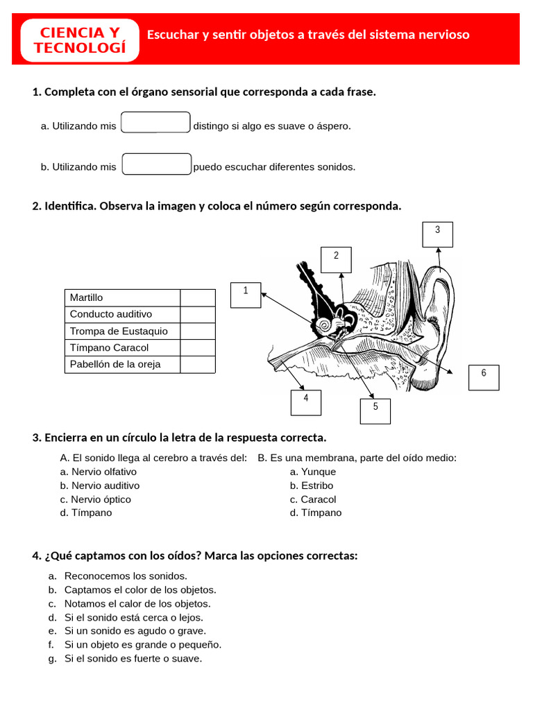 Órganos sensoriales y su función | PDF | Oído | Escuchando