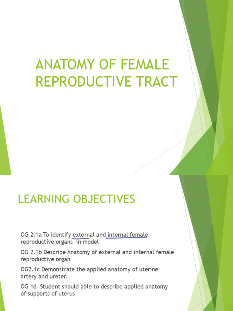 Internal Anatomy of Female Reproductive System | PDF | Uterus | Vagina