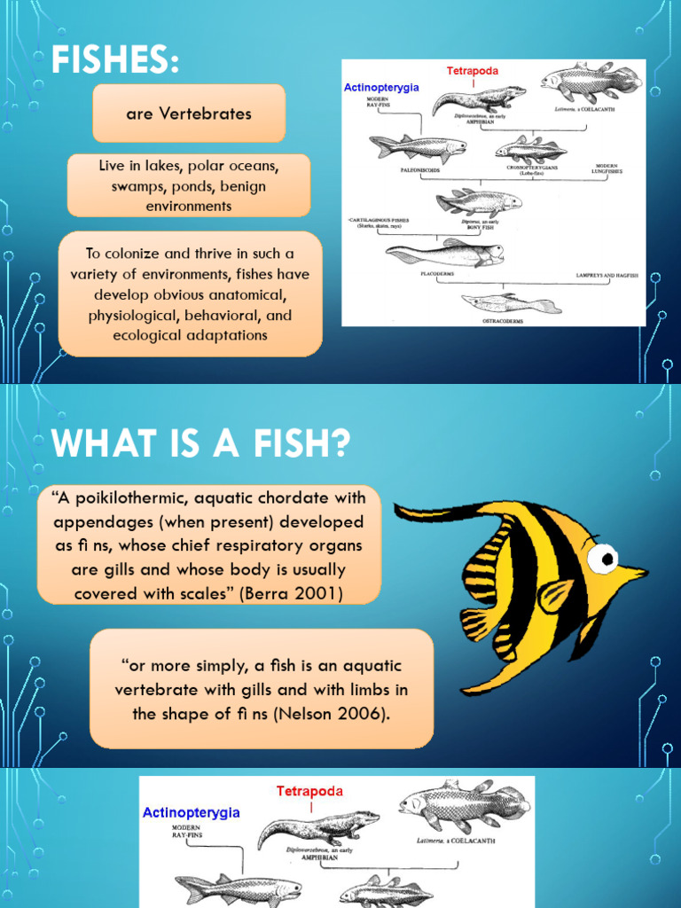 Overview of Fish Anatomy and Diversity | PDF | Fish | Vertebrates