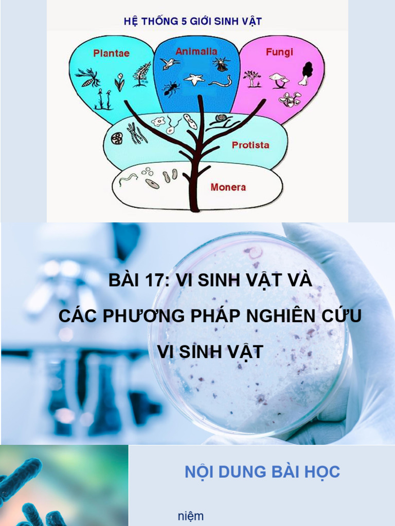 Bài 17 - Vi Sinh Vật Và Các Phương Pháp Nghiên Cứu VI Sinh Vật | PDF
