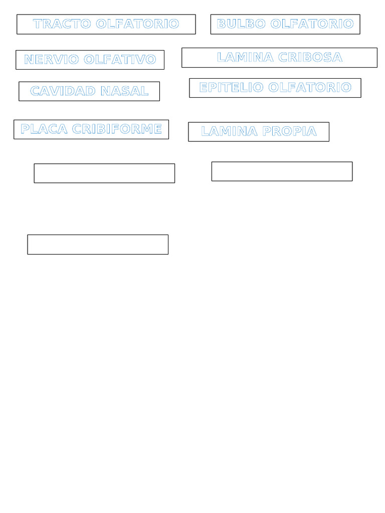Bulbo Olfatorio Lamina Cribosa Cavidad Nasal Epitelio Olfatorio Placa ...
