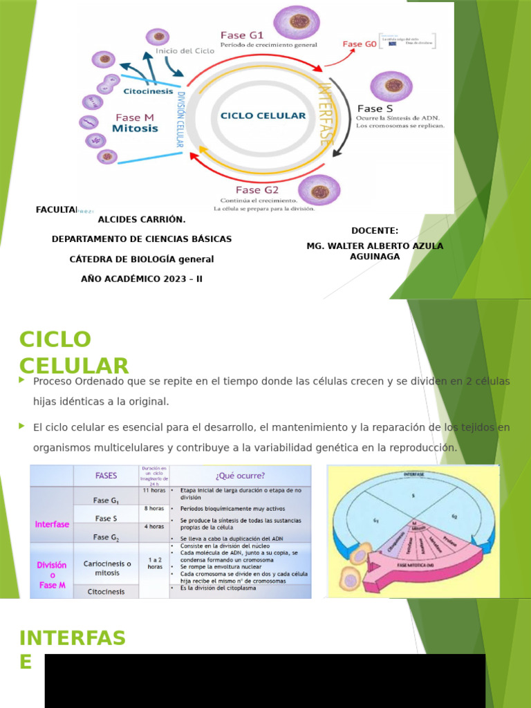 6. BIOLOGIA - CICLO CELULAR Y METABOLISMO CELULAR (1) | PDF