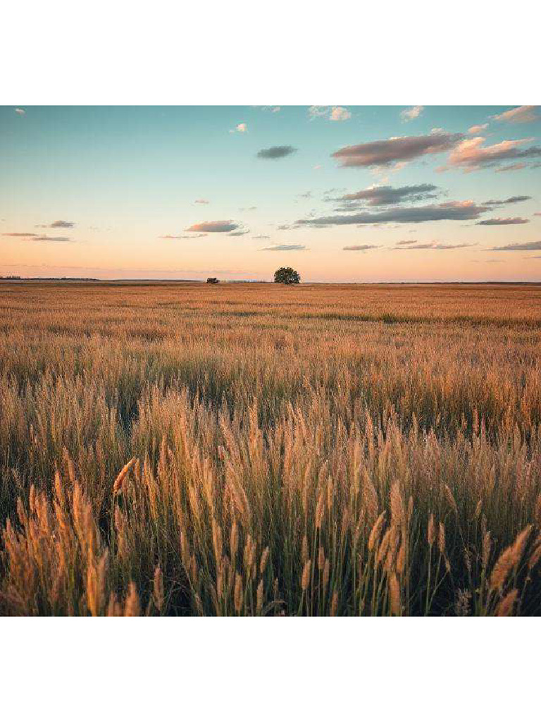 Prairie For Drawing3 | PDF