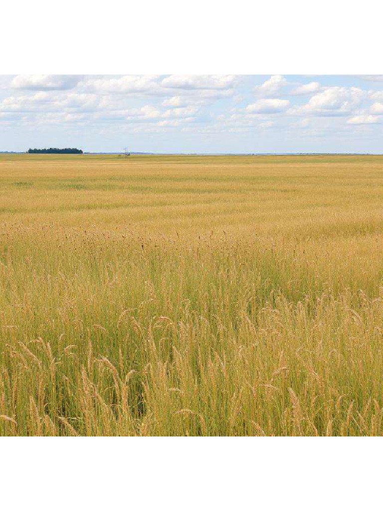 Prairie For Drawing | PDF