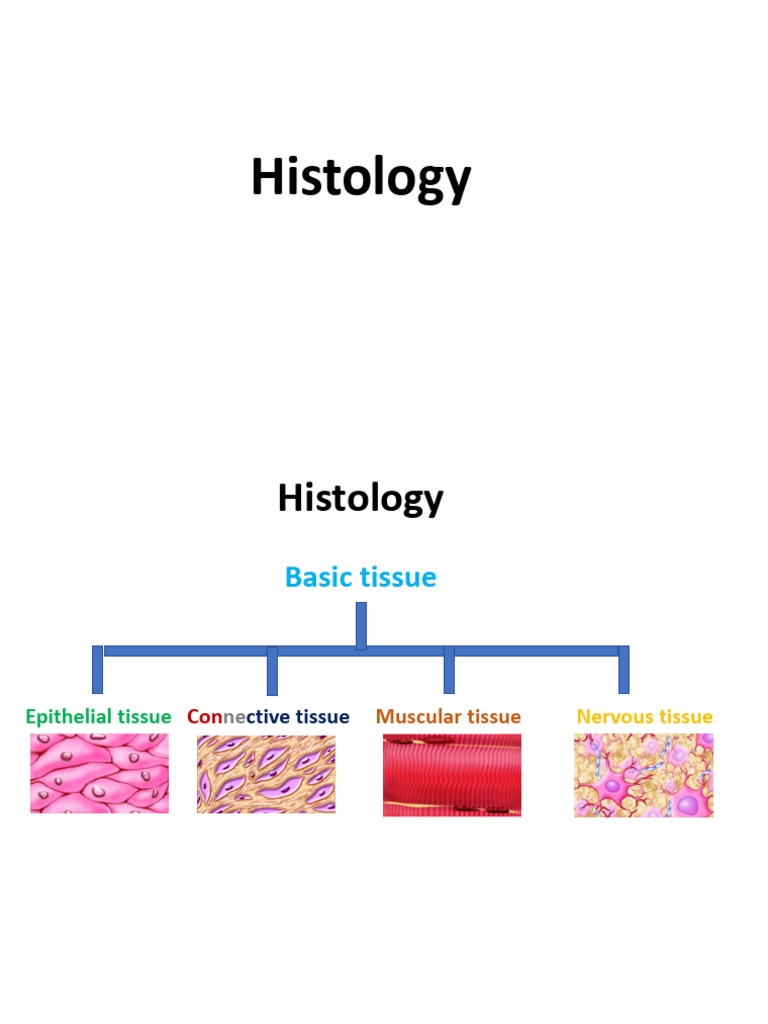 Nervous Tissue DR Marjia Maam | PDF