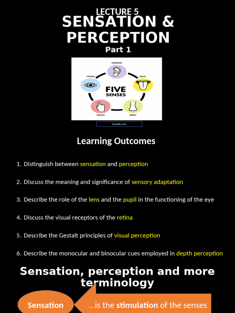 Lecture 5 Chapter 4 | PDF | Perception | Retina