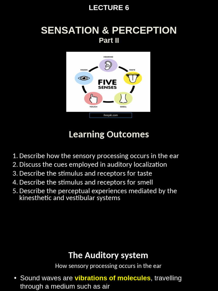 Understanding Sensory Processing | PDF | Auditory System | Ear