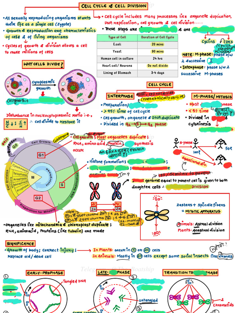 2.Cell cylce and cell division _250306_153440 | PDF
