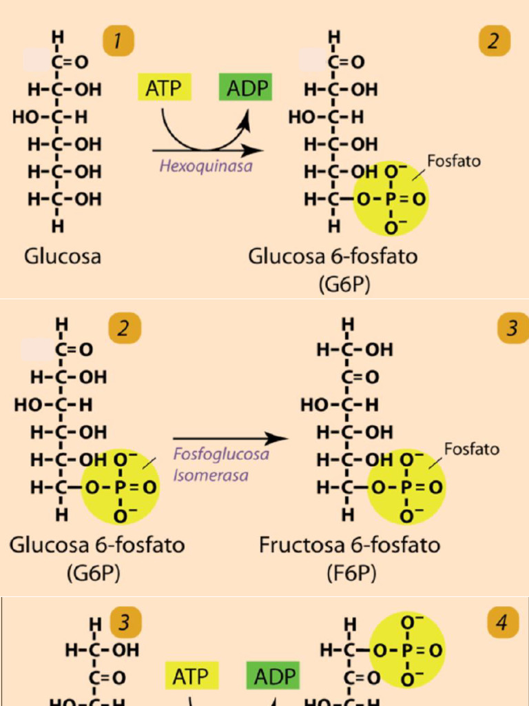 reacciones químicas gluco | PDF