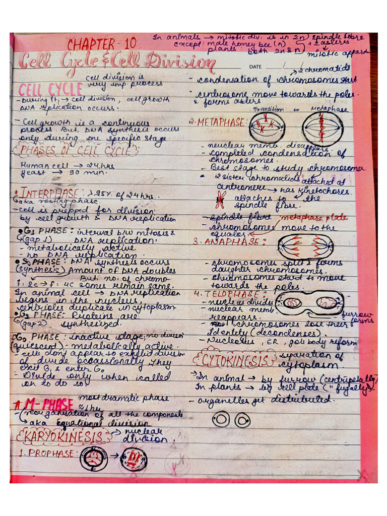 Cell Cycle and Cell Division Short Notes | PDF